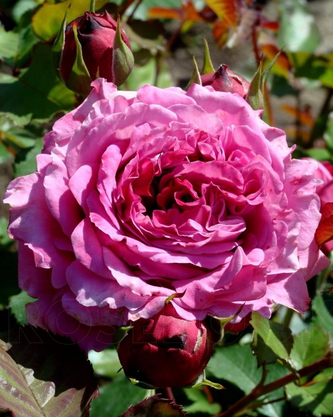 Роза `Агнес Шилигер`, Rose `Agnes Schilliger` | СадПарад